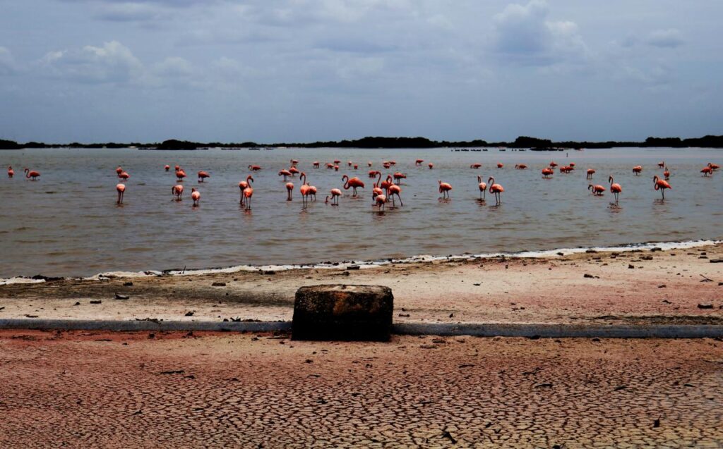Se actualiza el Programa Especial de Cambio Climático de Yucatán (Peecc ...